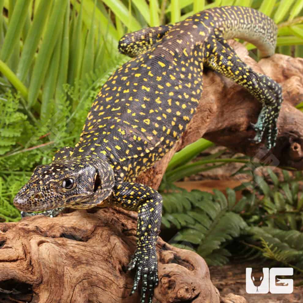 Blue Tail Monitor For Sale - Underground Reptiles