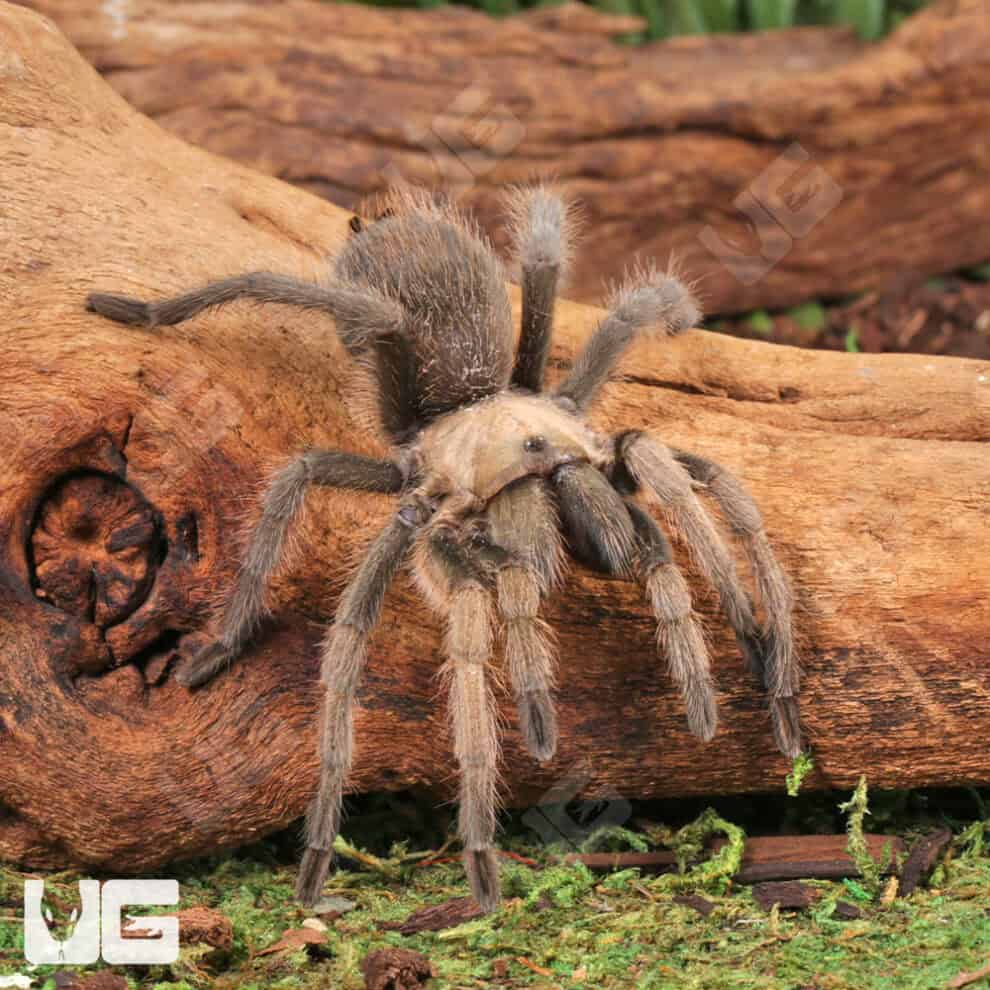 Texas Brown Tarantulas For Sale - Underground Reptiles