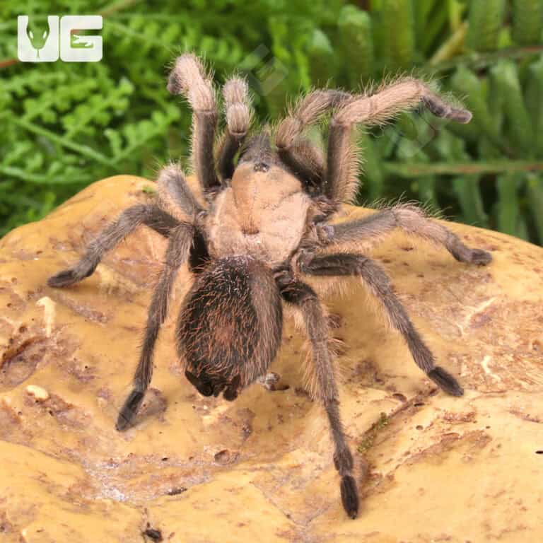 Tarantulas & Spiders Archives - Underground Reptiles