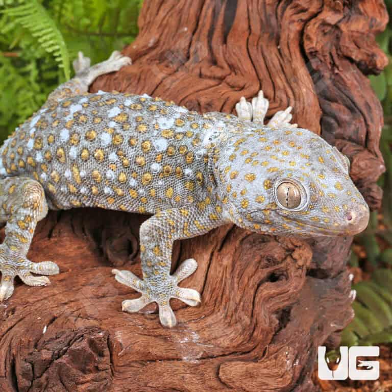 Other Geckos For Sale - Underground Reptiles