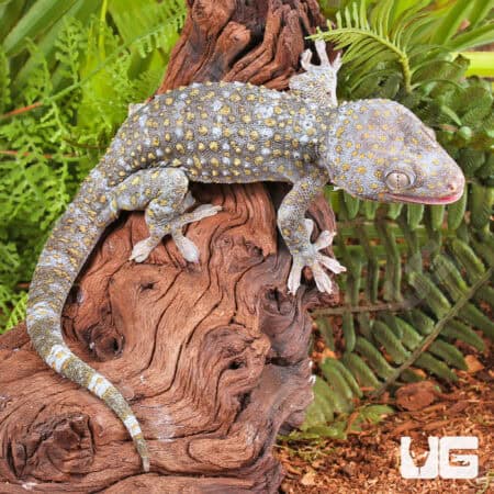 Geckos For Sale - Underground Reptiles