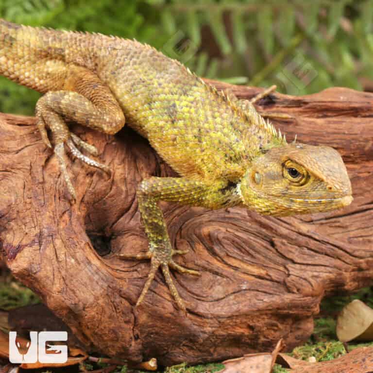 Vietnamese Tree Calotes For Sale - Underground Reptiles