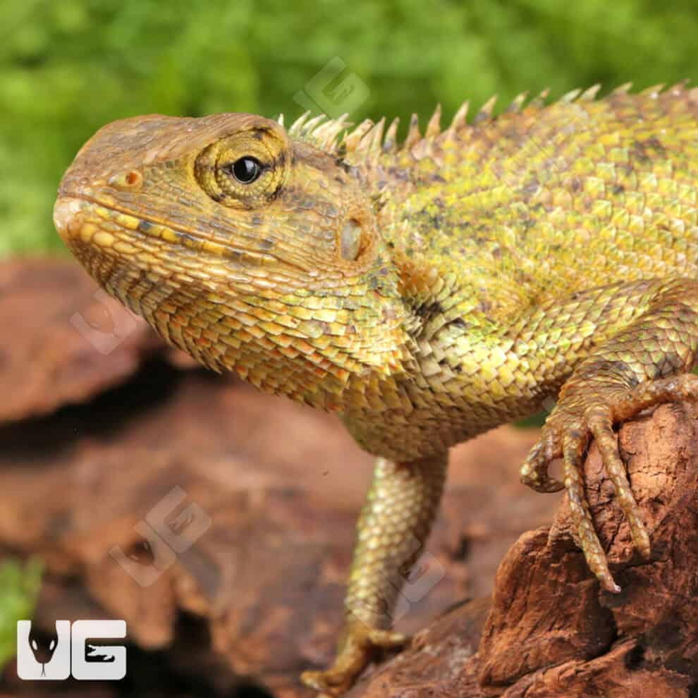 New Reptiles & Amphibians - Underground Reptiles