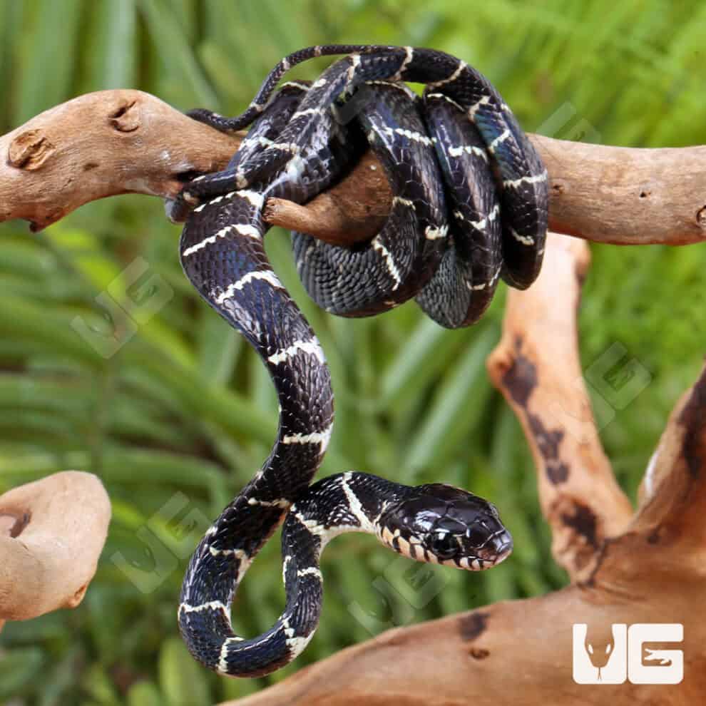 New Reptiles & Amphibians - Underground Reptiles