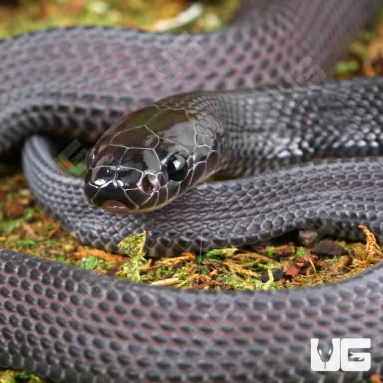 African File Snake For Sale - Underground Reptiles