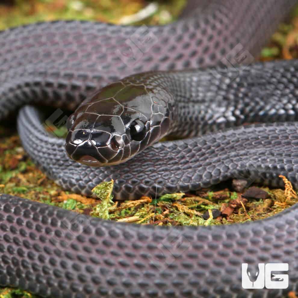 African File Snake For Sale - Underground Reptiles