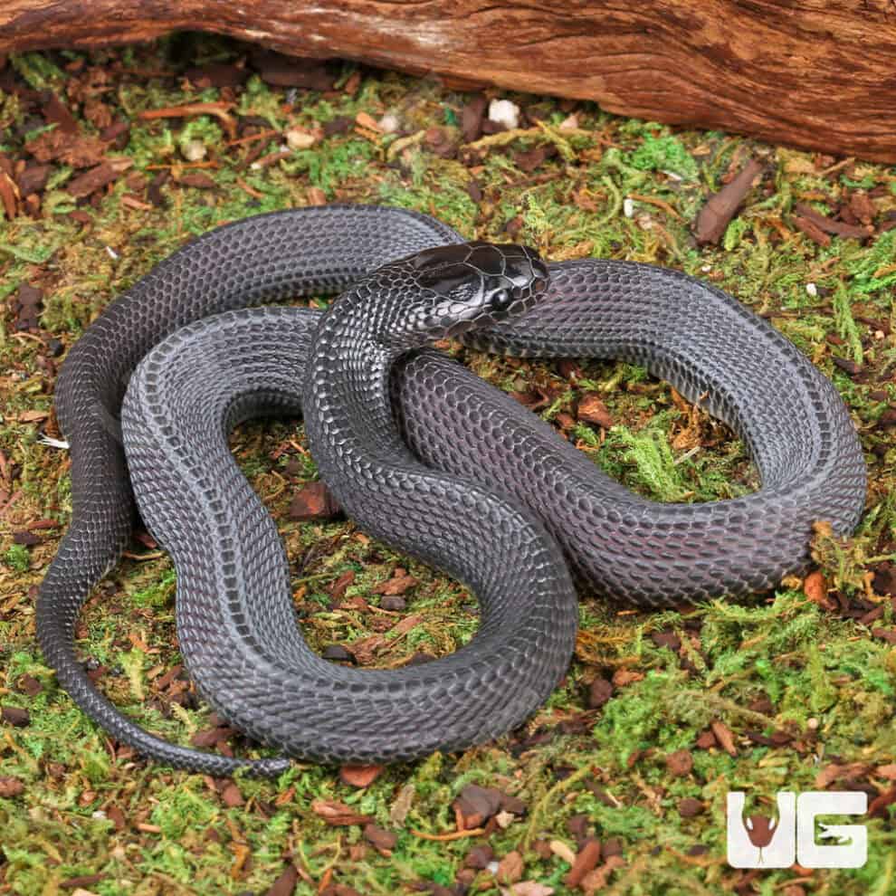 African File Snake For Sale - Underground Reptiles