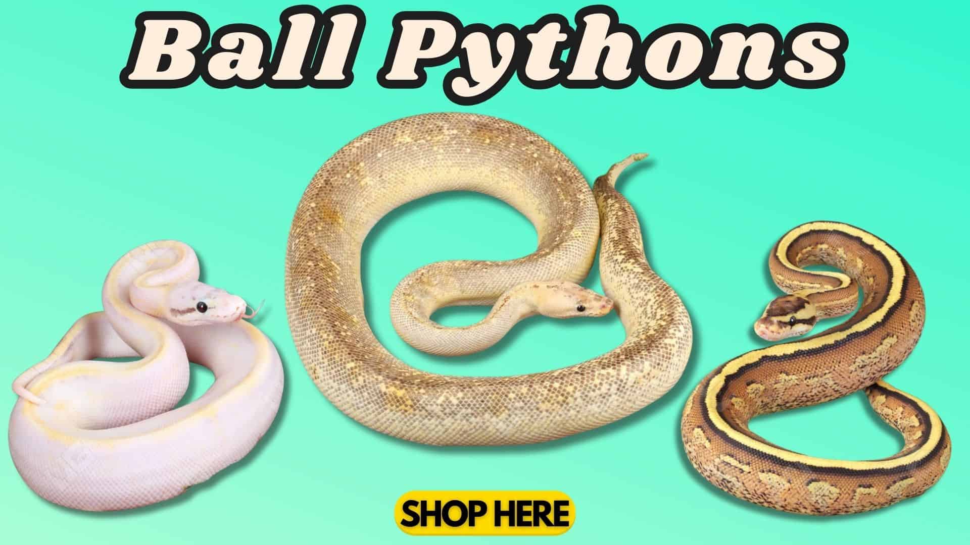 Underground Reptiles - Exotic Reptiles, Amphibians, Lizards and Mammals