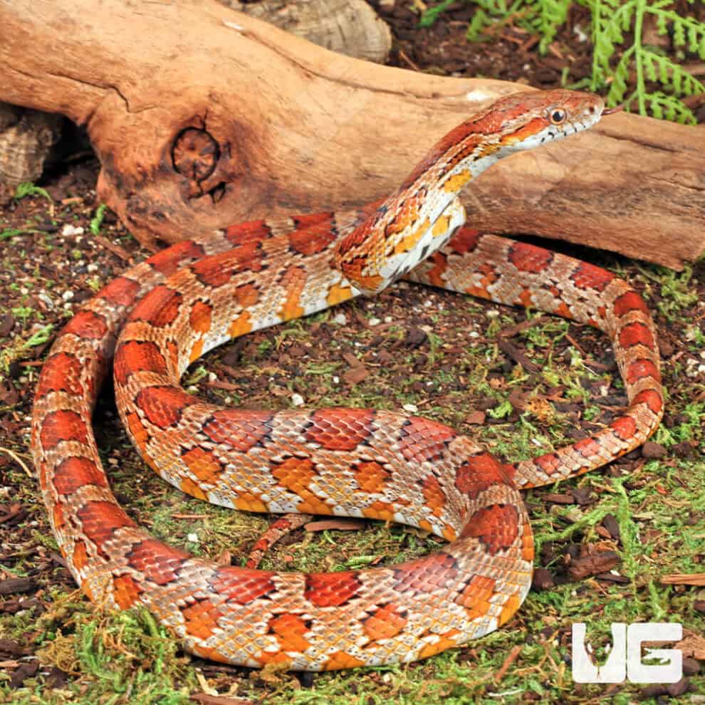 Adult Classic Cornsnakes For Sale - Underground Reptiles