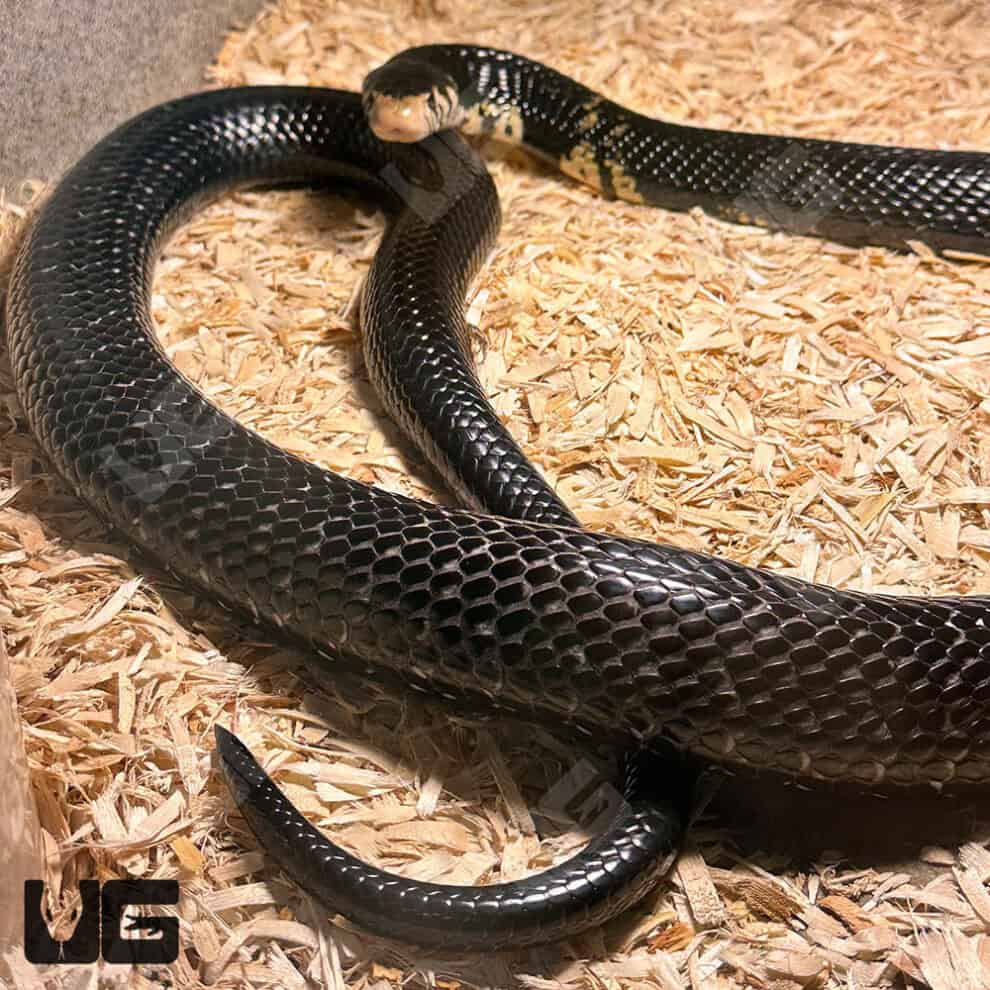 Forest Cobra (Naja melanoleuca) For Sale - Underground Reptiles