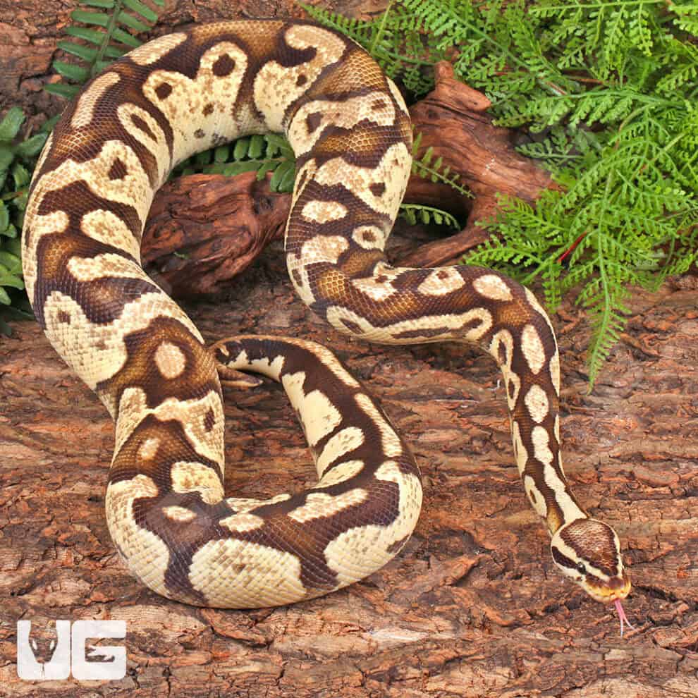 Ball Pythons For Sale - Underground Reptiles