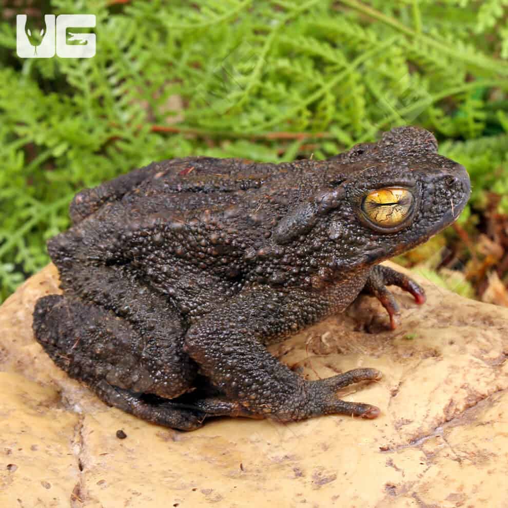 Asian Giant River Toad (Phrynoides asper) For Sale - Underground Reptiles