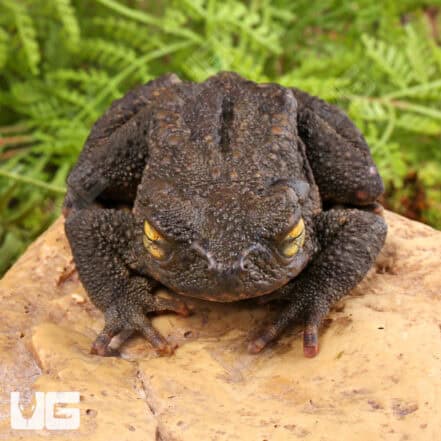 Asian Giant River Toad (Phrynoides asper) For Sale - Underground Reptiles