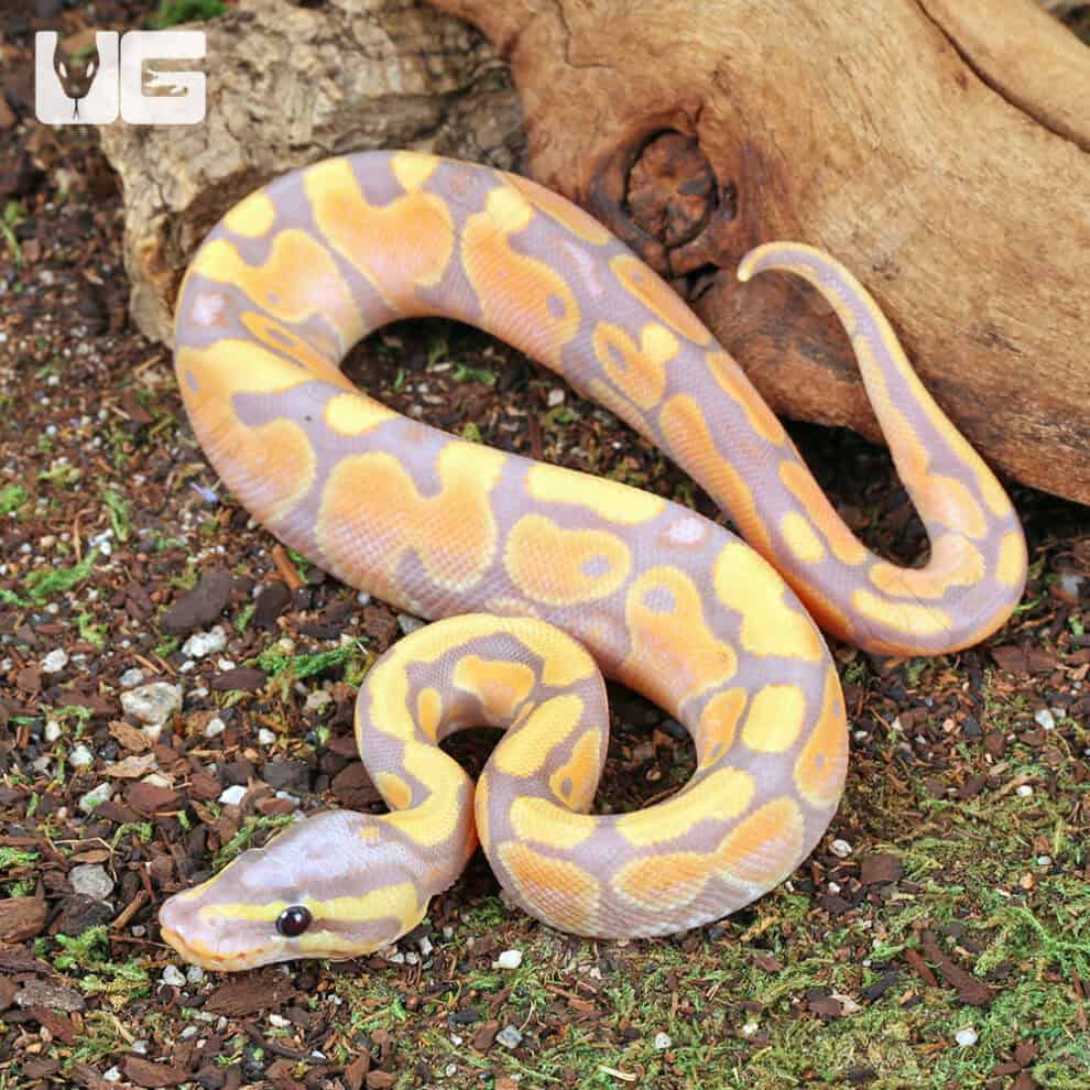 Snakes For Sale - Underground Reptiles