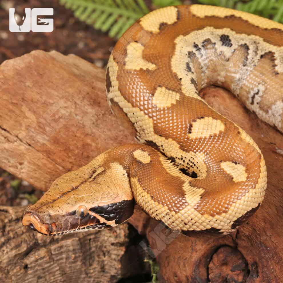 New Reptiles & Amphibians - Underground Reptiles