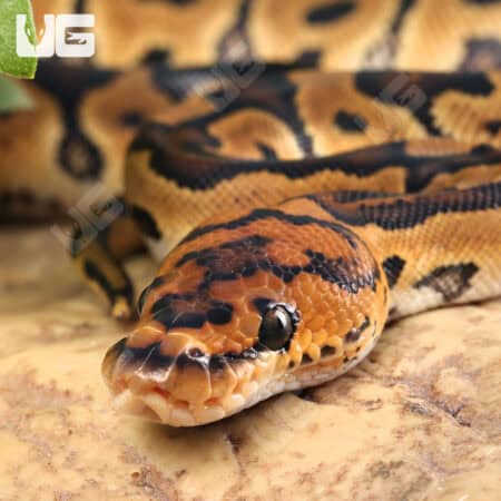 Ball Pythons For Sale - Underground Reptiles