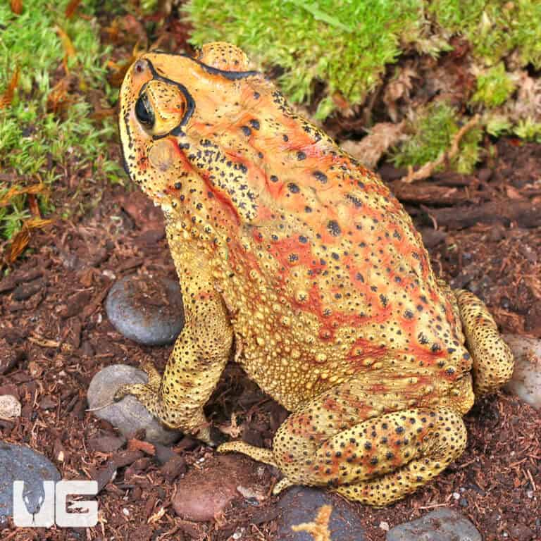 Toads For Sale - Underground Reptiles