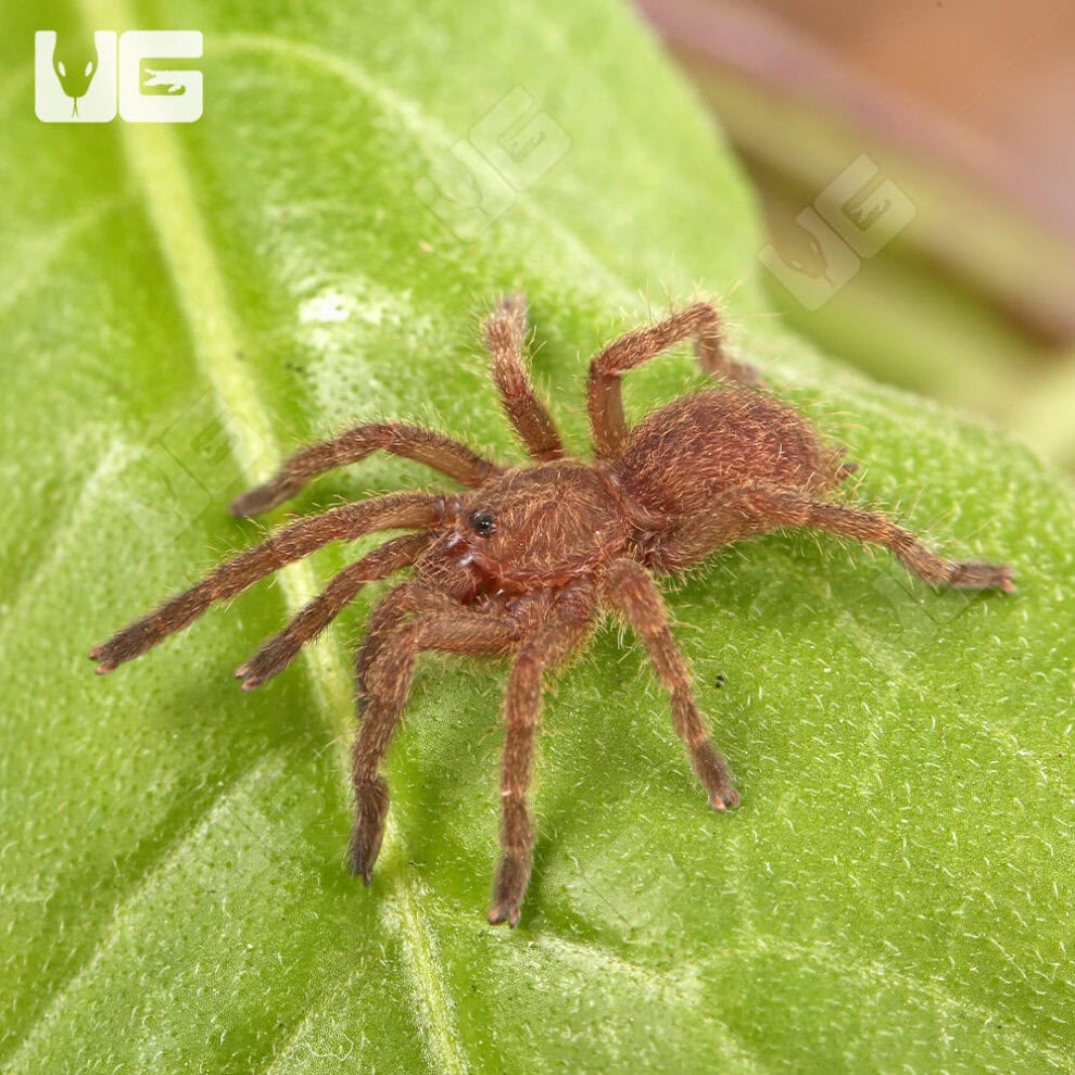 Tarantulas & Spiders Archives - Underground Reptiles