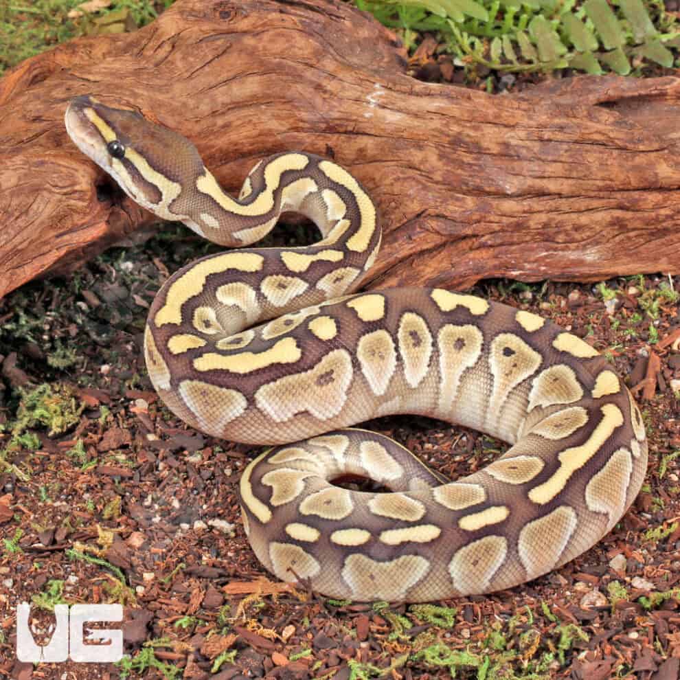 Ball Pythons For Sale - Underground Reptiles