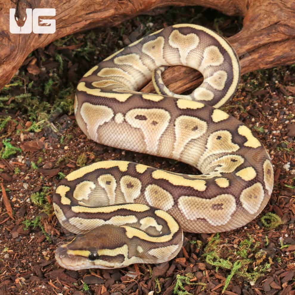 Ball Pythons For Sale - Underground Reptiles