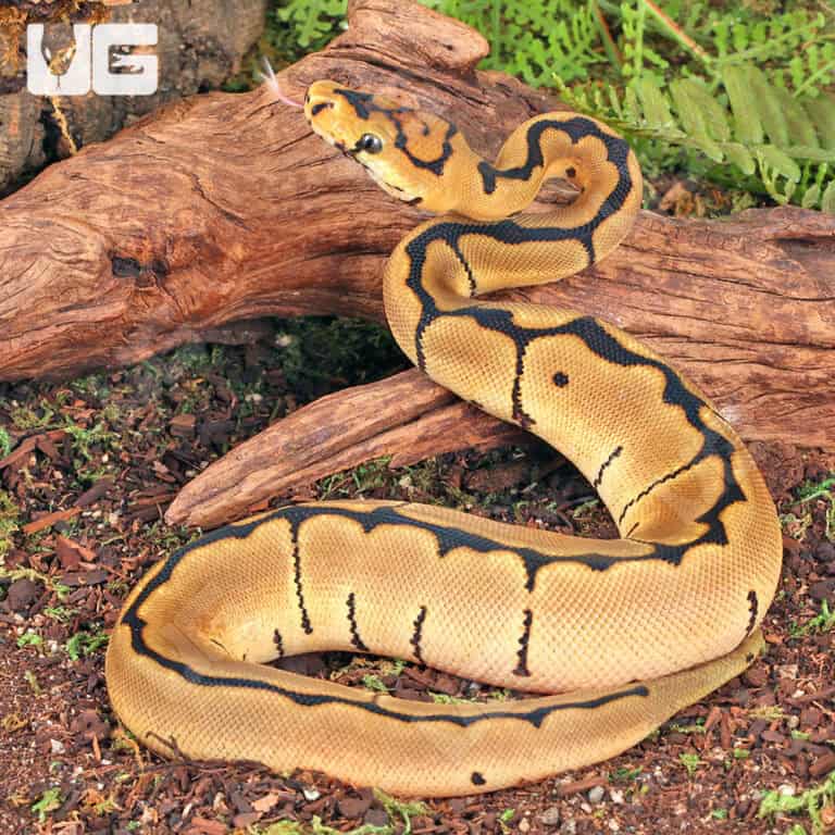 Ball Pythons For Sale - Underground Reptiles