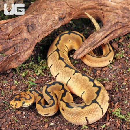 Ball Pythons For Sale - Underground Reptiles