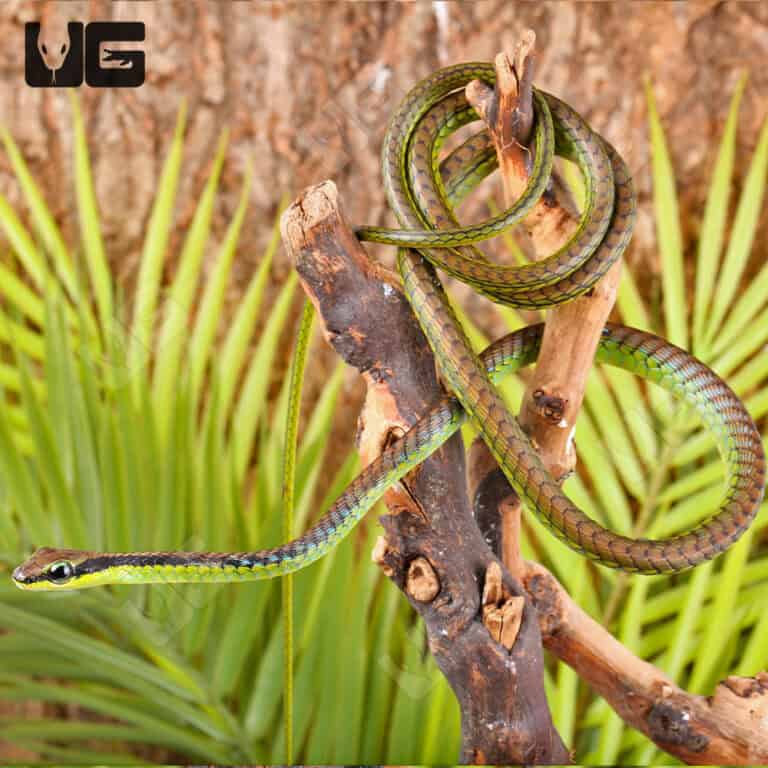 Elegant Bronzeback Snake (Dendrelaphis formosus) For Sale - Underground ...