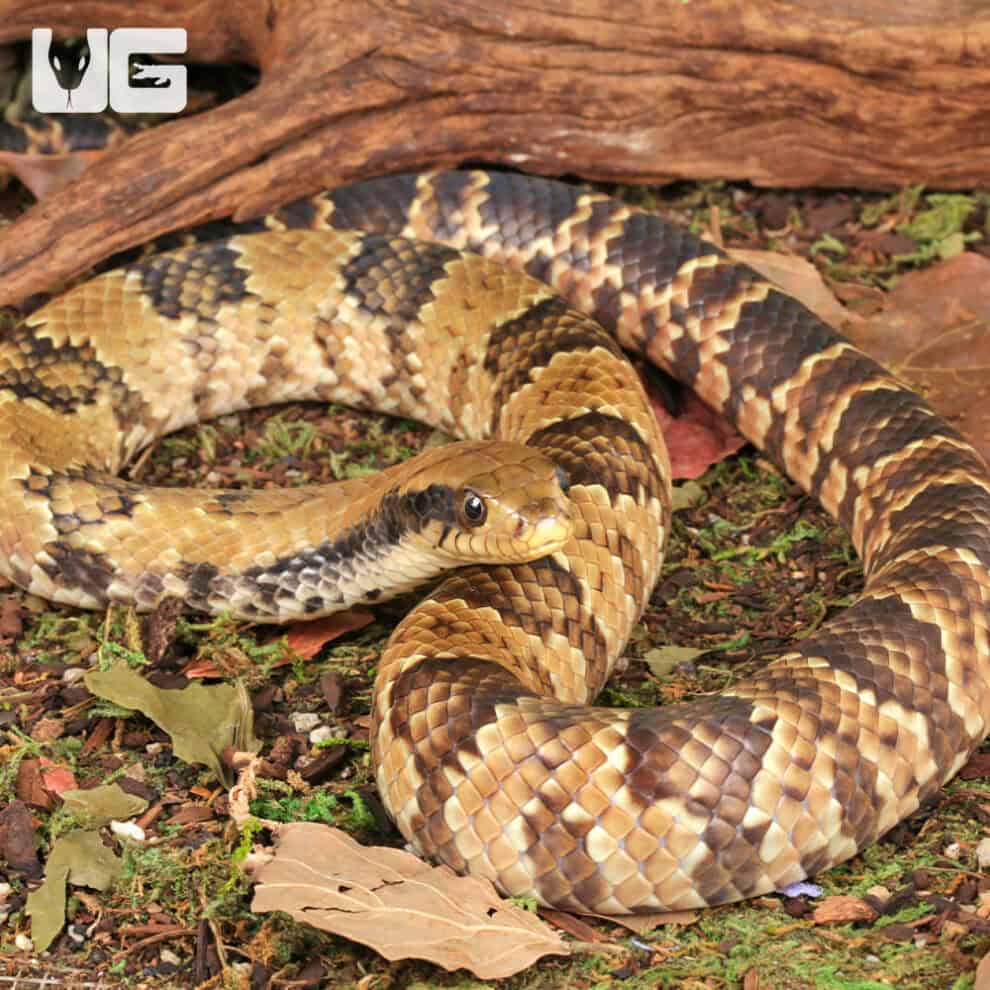 False Water Cobras (Hydrodynastes gigas) For Sale - Underground Reptiles