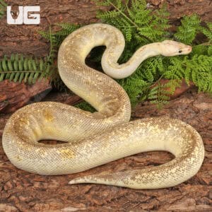 Adult Female Champagne Lesser Black Pastel Ball Python For Sale ...