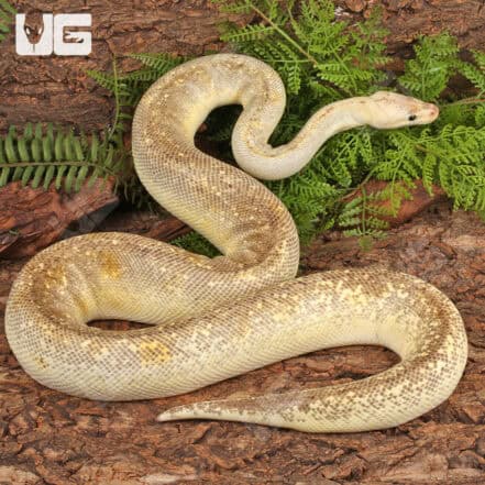 Ball Pythons For Sale - Underground Reptiles