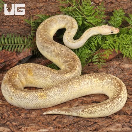 Ball Pythons For Sale - Underground Reptiles
