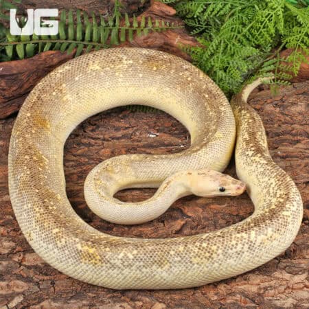 Ball Pythons For Sale - Underground Reptiles