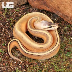 Ball Pythons For Sale - Underground Reptiles