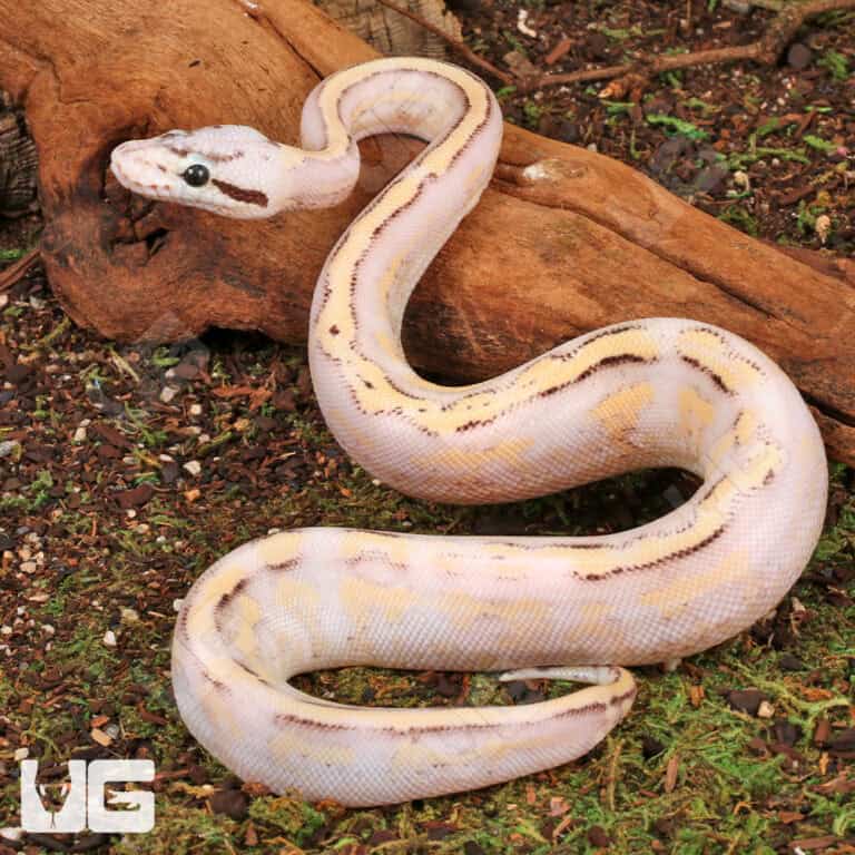 Ball Pythons For Sale - Underground Reptiles
