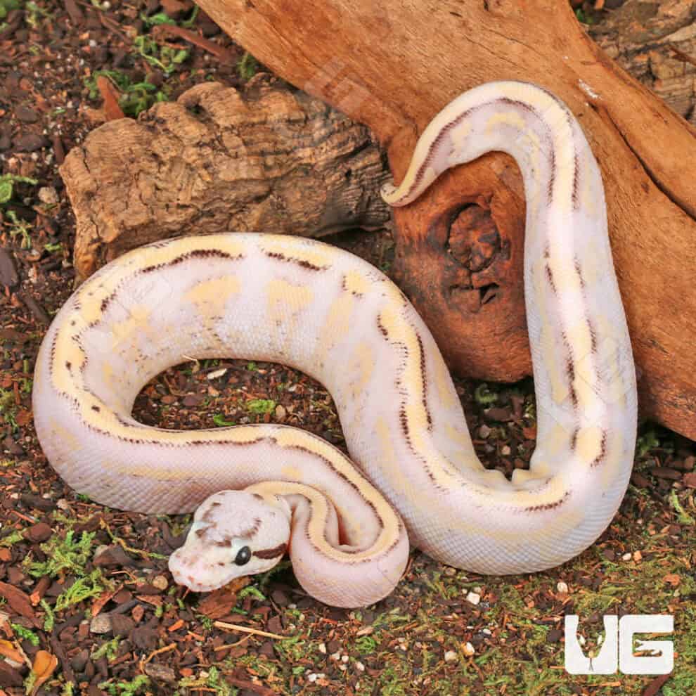 Baby Female Super Pastel Super Stripe Ball Python For Sale ...