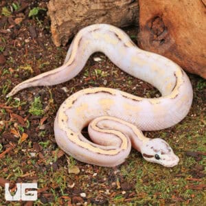 Ball Pythons For Sale - Underground Reptiles