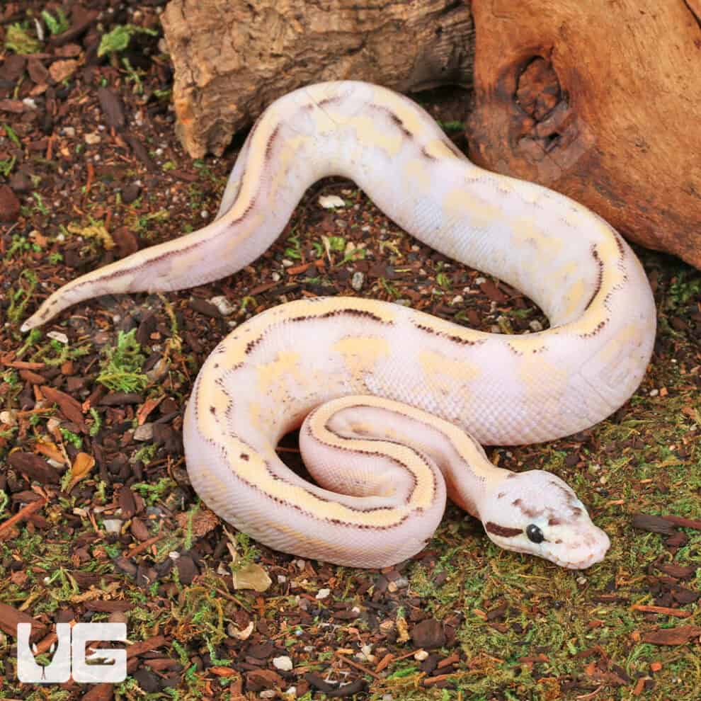 Ball Pythons For Sale - Underground Reptiles