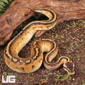 Ball Pythons For Sale - Underground Reptiles
