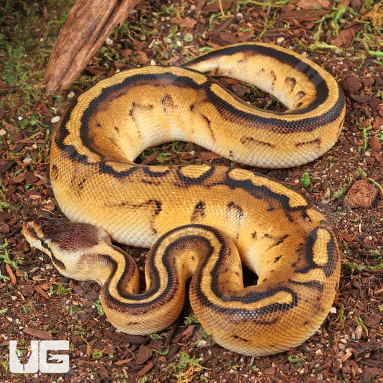 Ball Pythons For Sale - Underground Reptiles