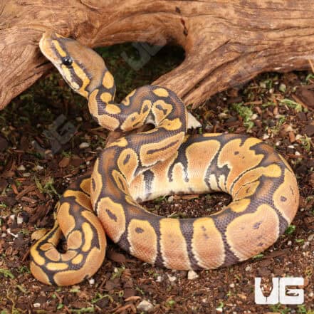 Ball Pythons For Sale - Underground Reptiles