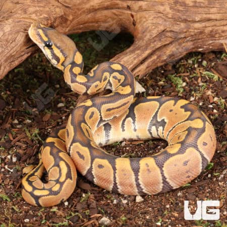 Ball Pythons For Sale - Underground Reptiles