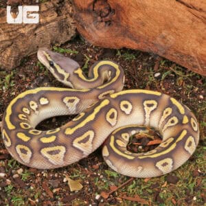 Ball Pythons For Sale - Underground Reptiles
