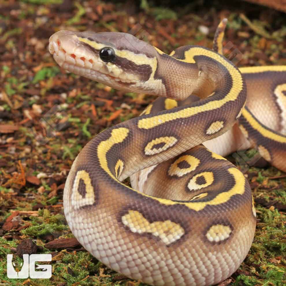 Ball Pythons For Sale - Underground Reptiles