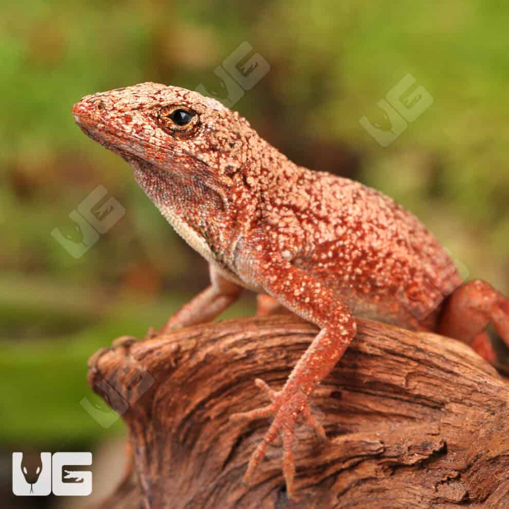 Anoles Archives - Underground Reptiles