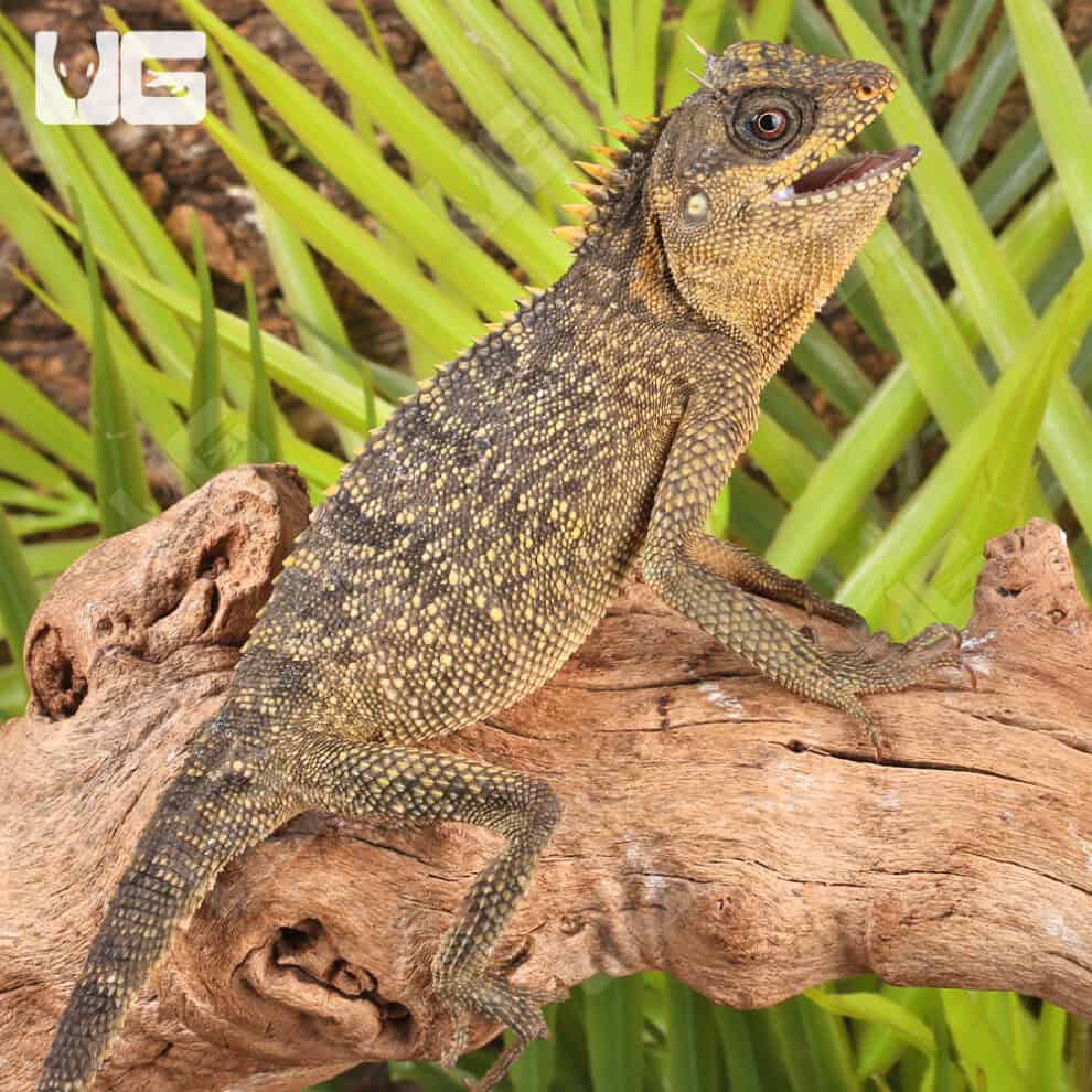 Mountain Horned Lizards For Sale - Underground Reptiles