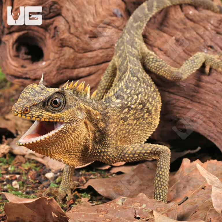 Mountain Horned Lizards For Sale - Underground Reptiles