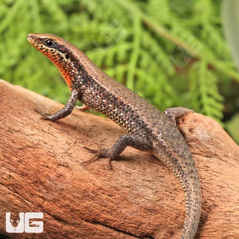Orange Throated Skinks For Sale - Underground Reptiles
