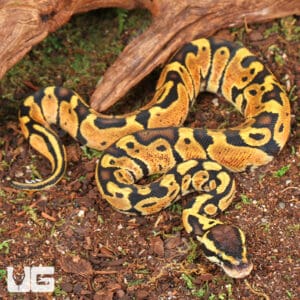 Ball Pythons For Sale - Underground Reptiles