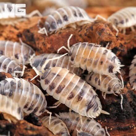 Porcellio Laevis Dairy Cow Isopods (Porcellio Laevis) For Sale - Underground Reptiles