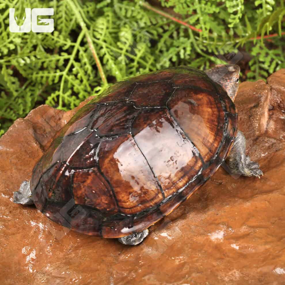 Red Cheeked Mud Turtles For Sale - Underground Reptiles
